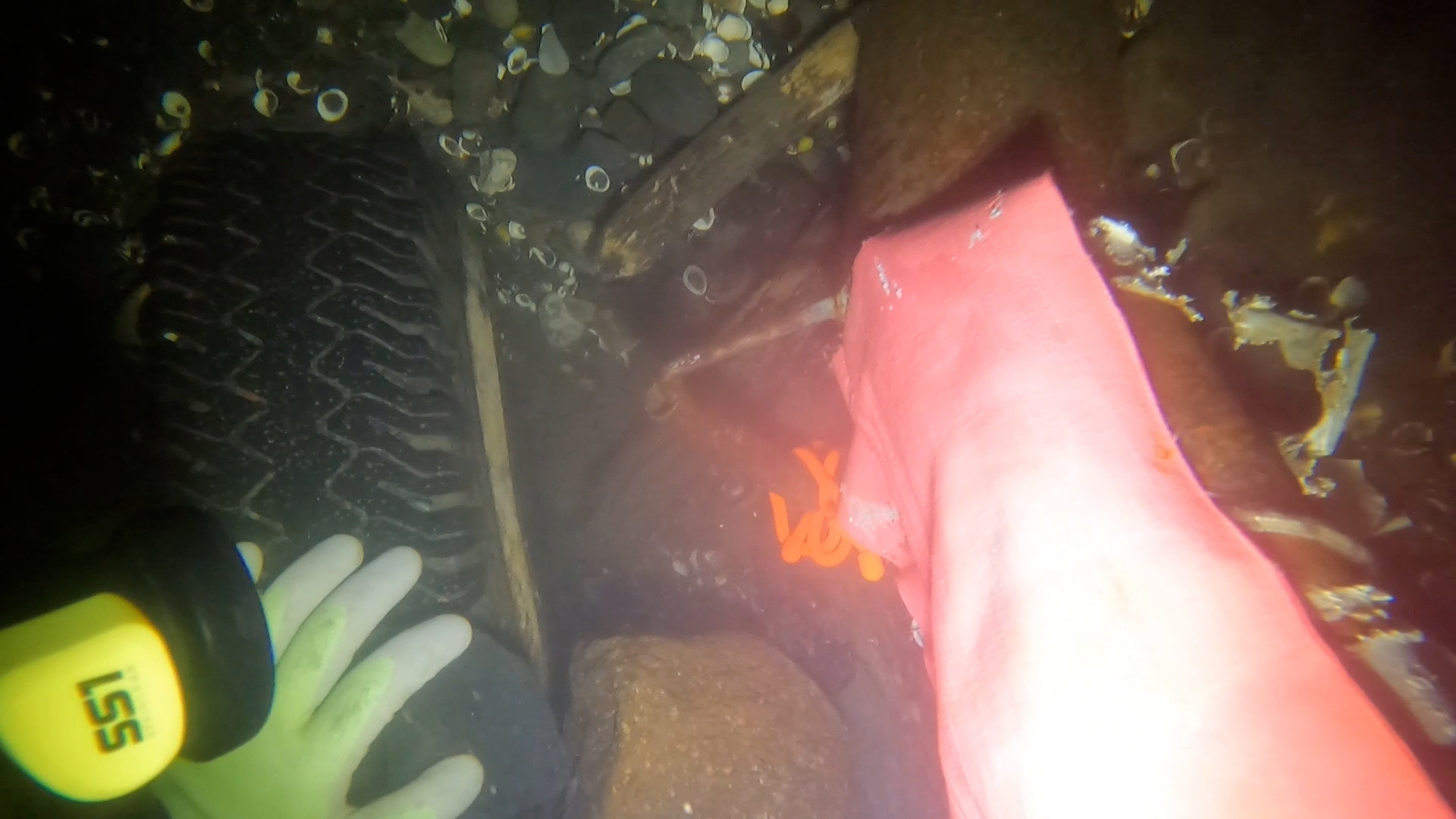 Diver claims human remains found in 1958 Portland family case | kgw.com