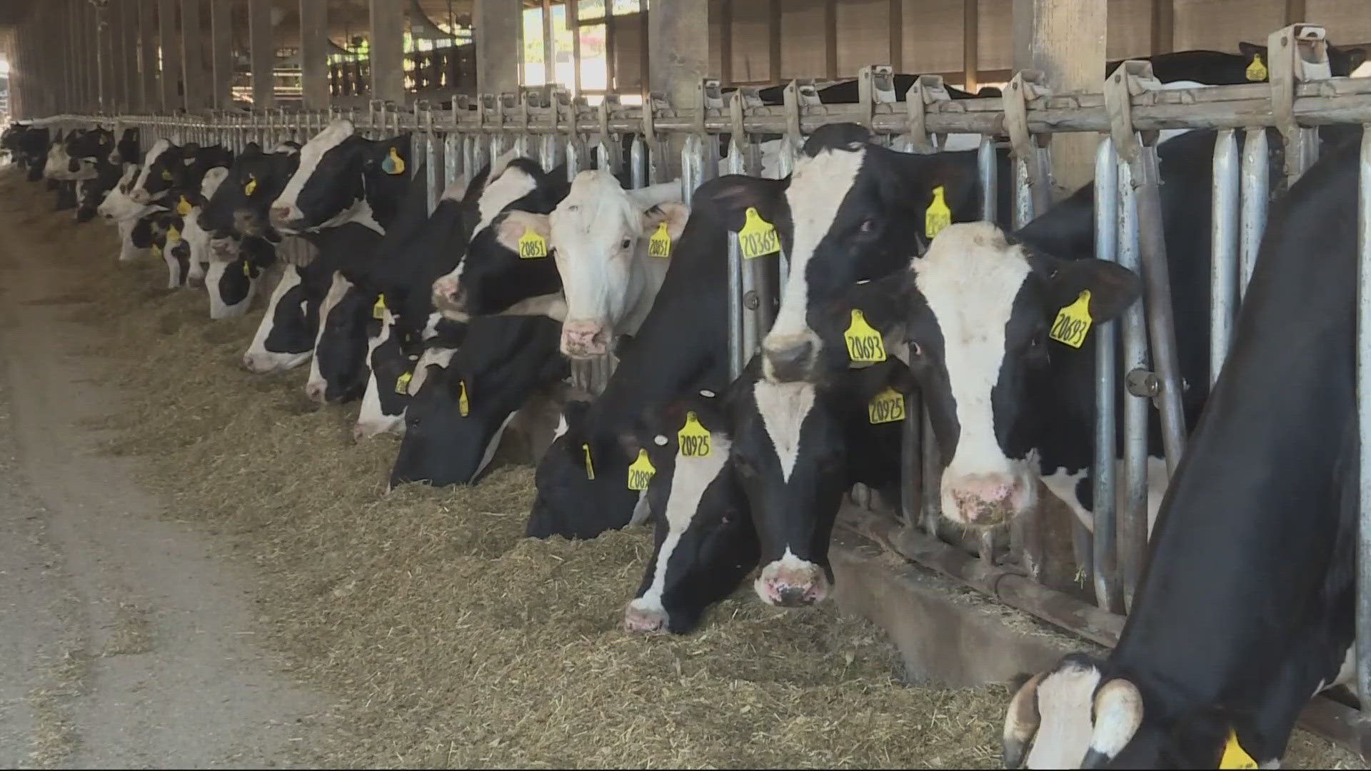 Oregon dairies bring in $725 million to state yearly, Oregon Dairy ...