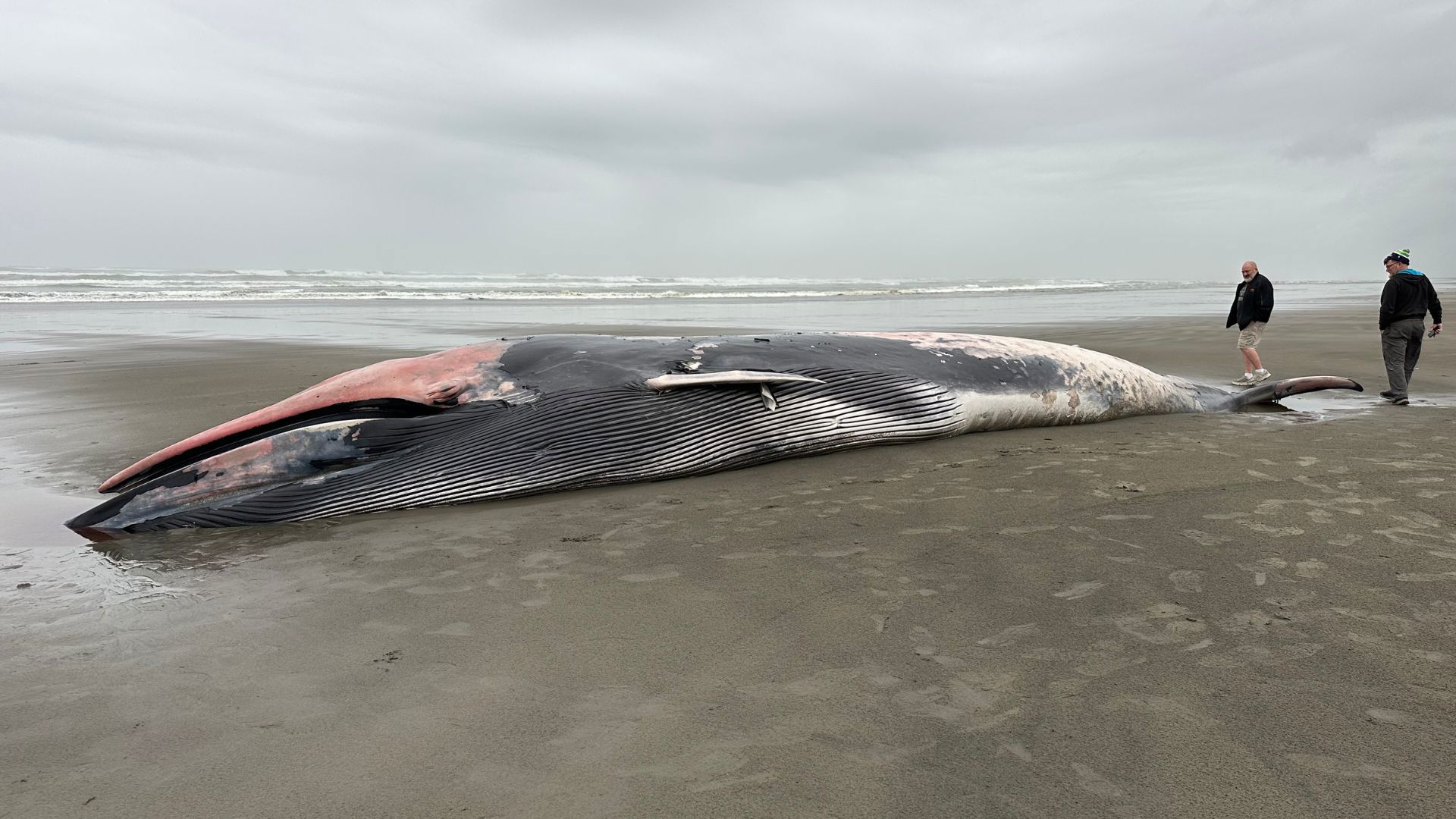 Dead 46-foot whale washes ashore on Oregon coast | kgw.com