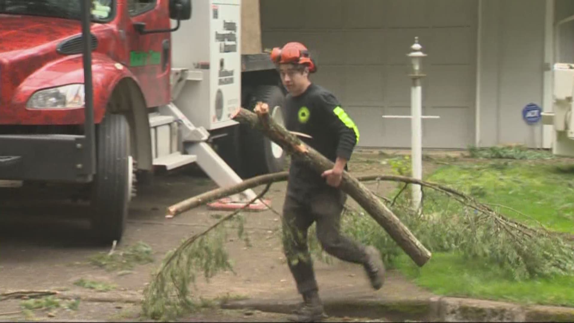 Tips for identifying trees at risk of falling during a storm | kgw.com