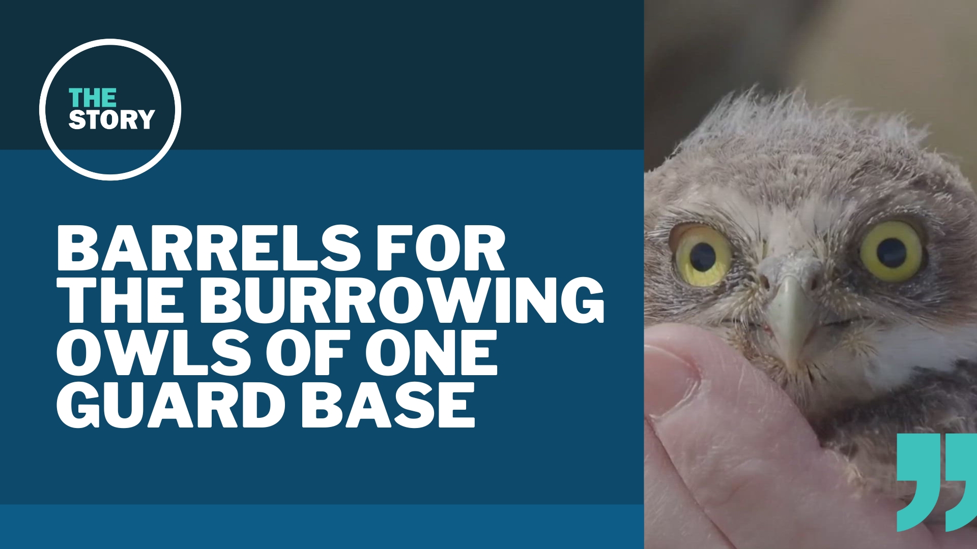 How barrels helped bring burrowing owls from the brink | kgw.com