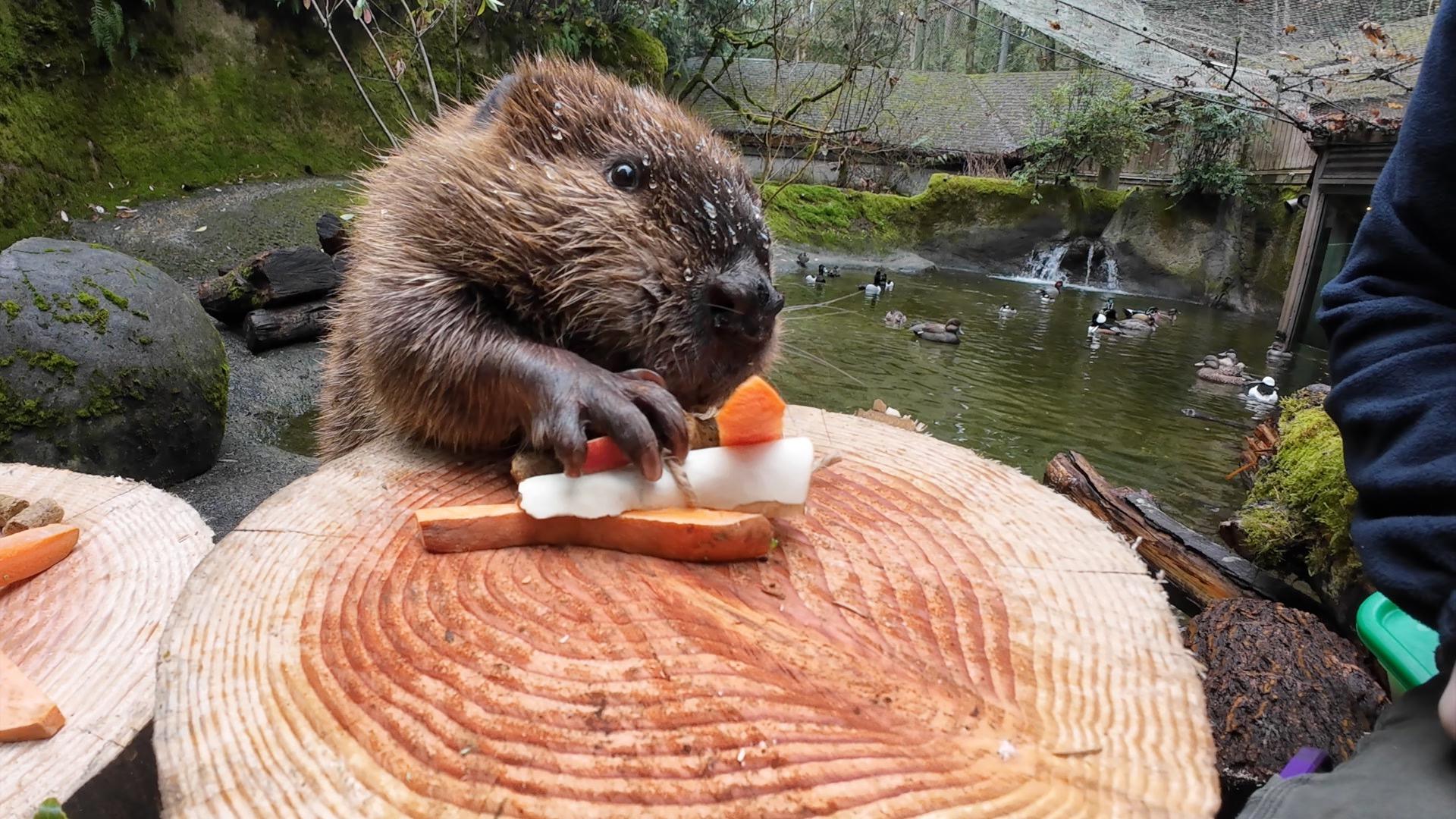Portland's own Stumptown Fil confirms Groundhog Day ruling | kgw.com