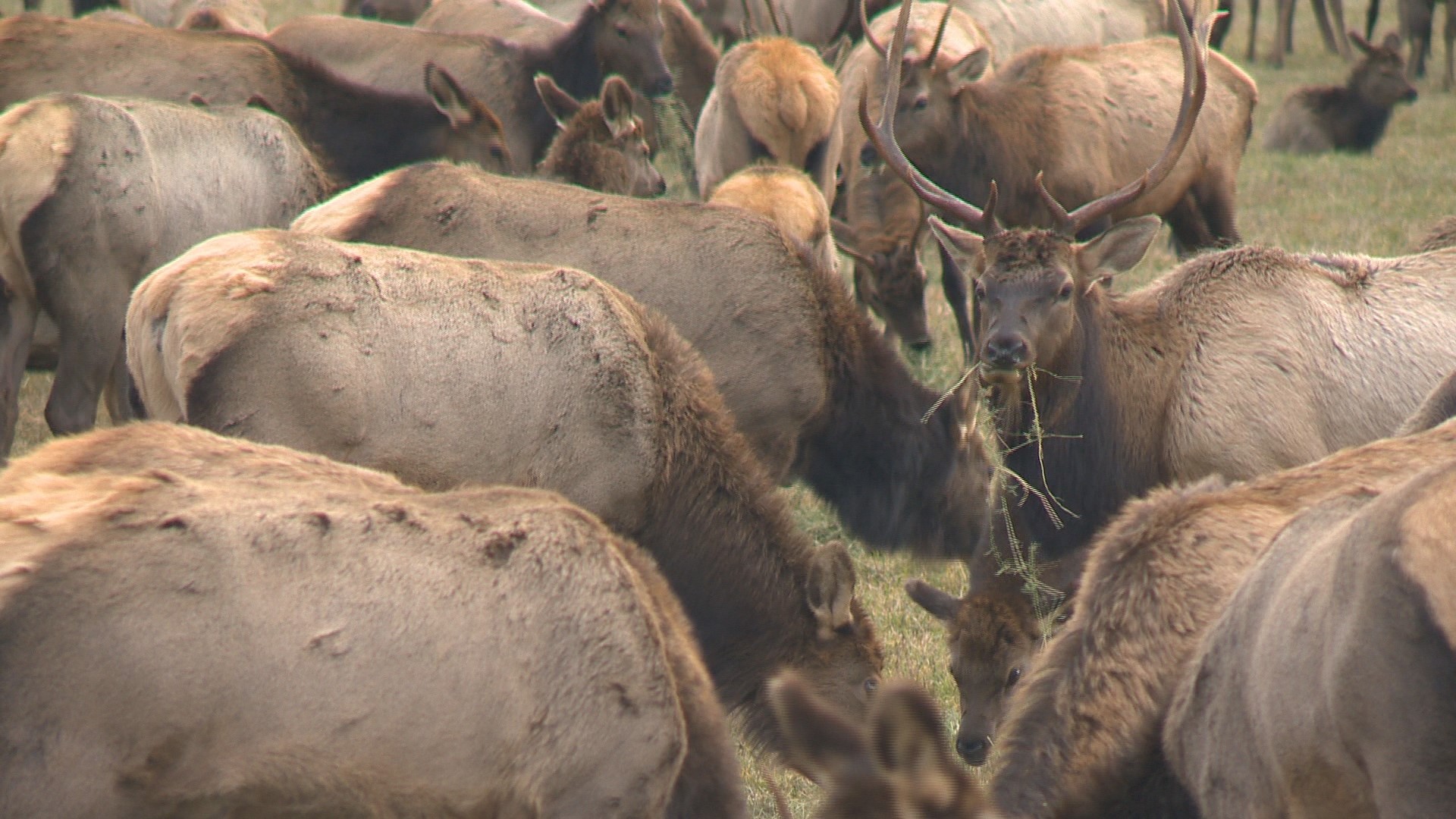Elk feeding tours return at Jewell Meadows Wildlife Area | kgw.com
