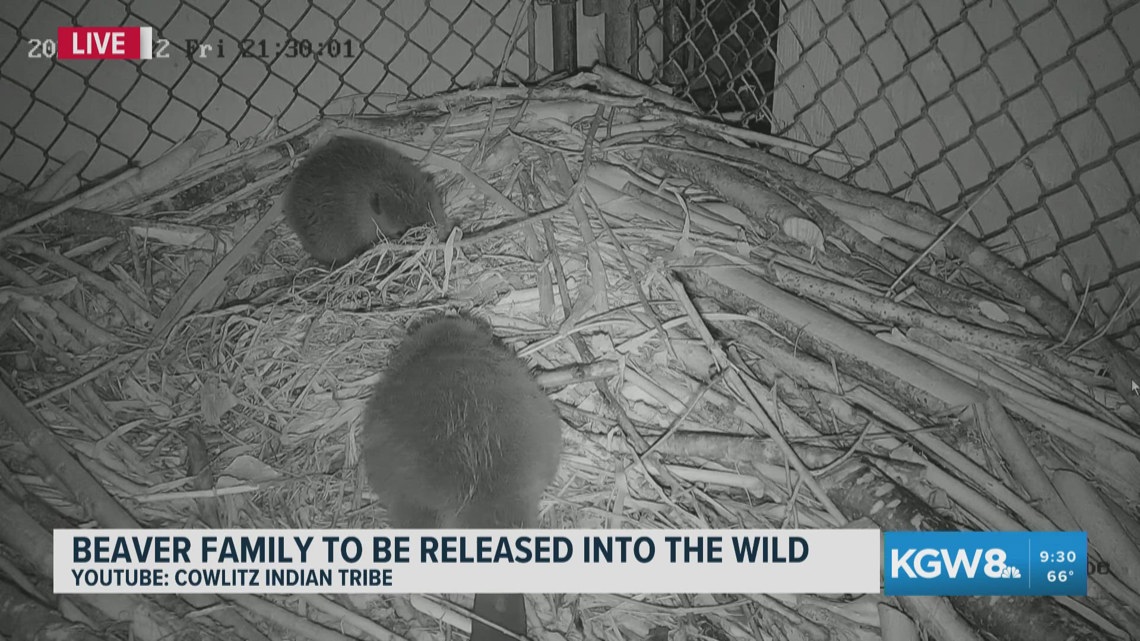 Beaver family to be released into the wild | kgw.com