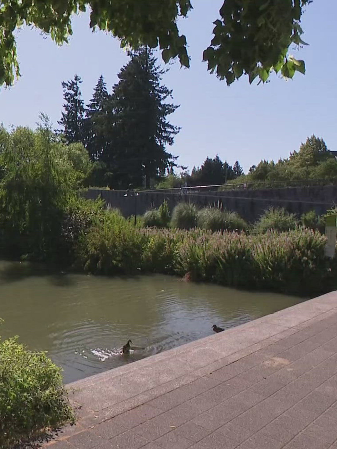 Lake Oswego releases report on lake activity during first summer of ...