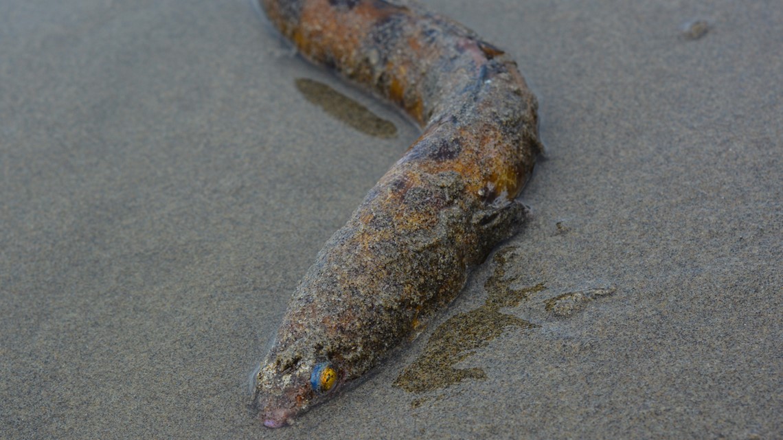 Rare sighting of Pacific snake-eel near Sunset Beach in Oregon | kgw.com