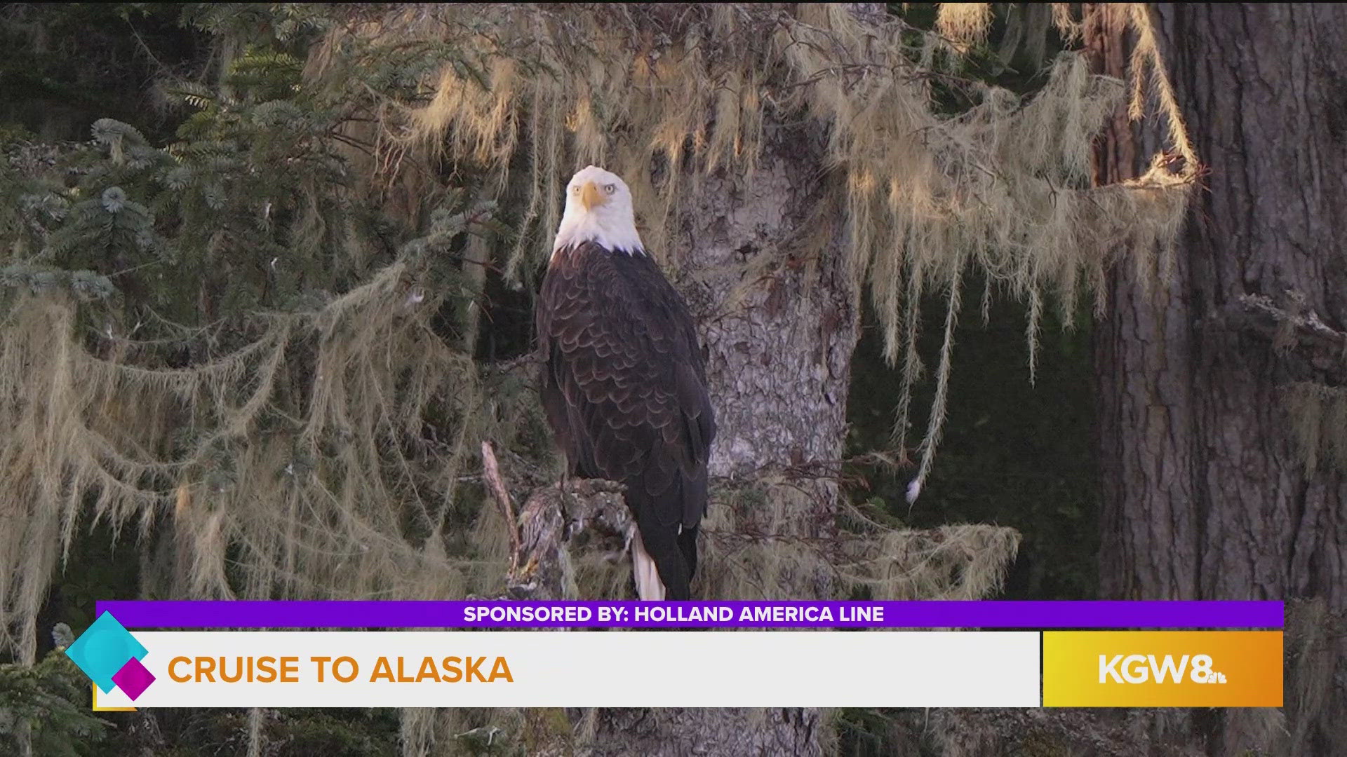 Whales, bears and birds, oh my! The wildlife you can see on an Alaskan ...