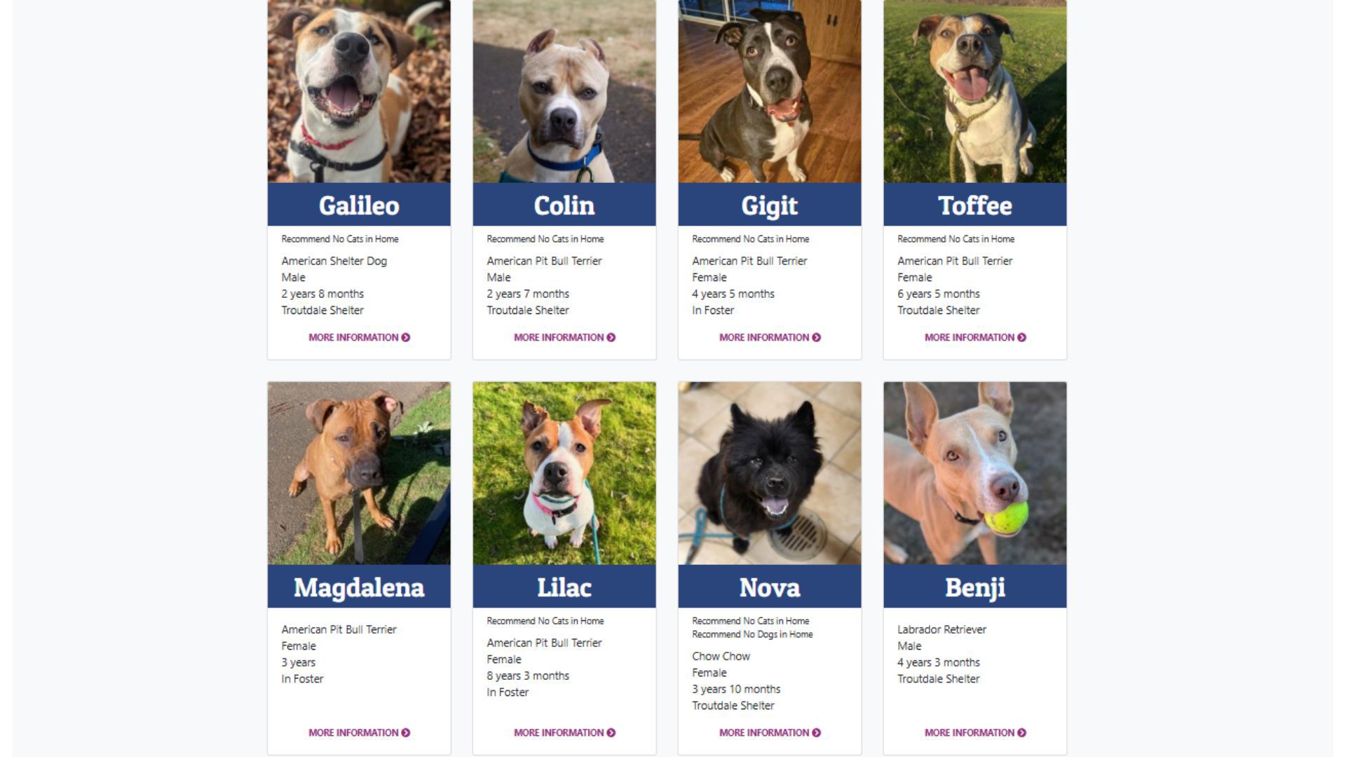 Months-long surge in surrendered dogs overwhelms Multnomah County ...