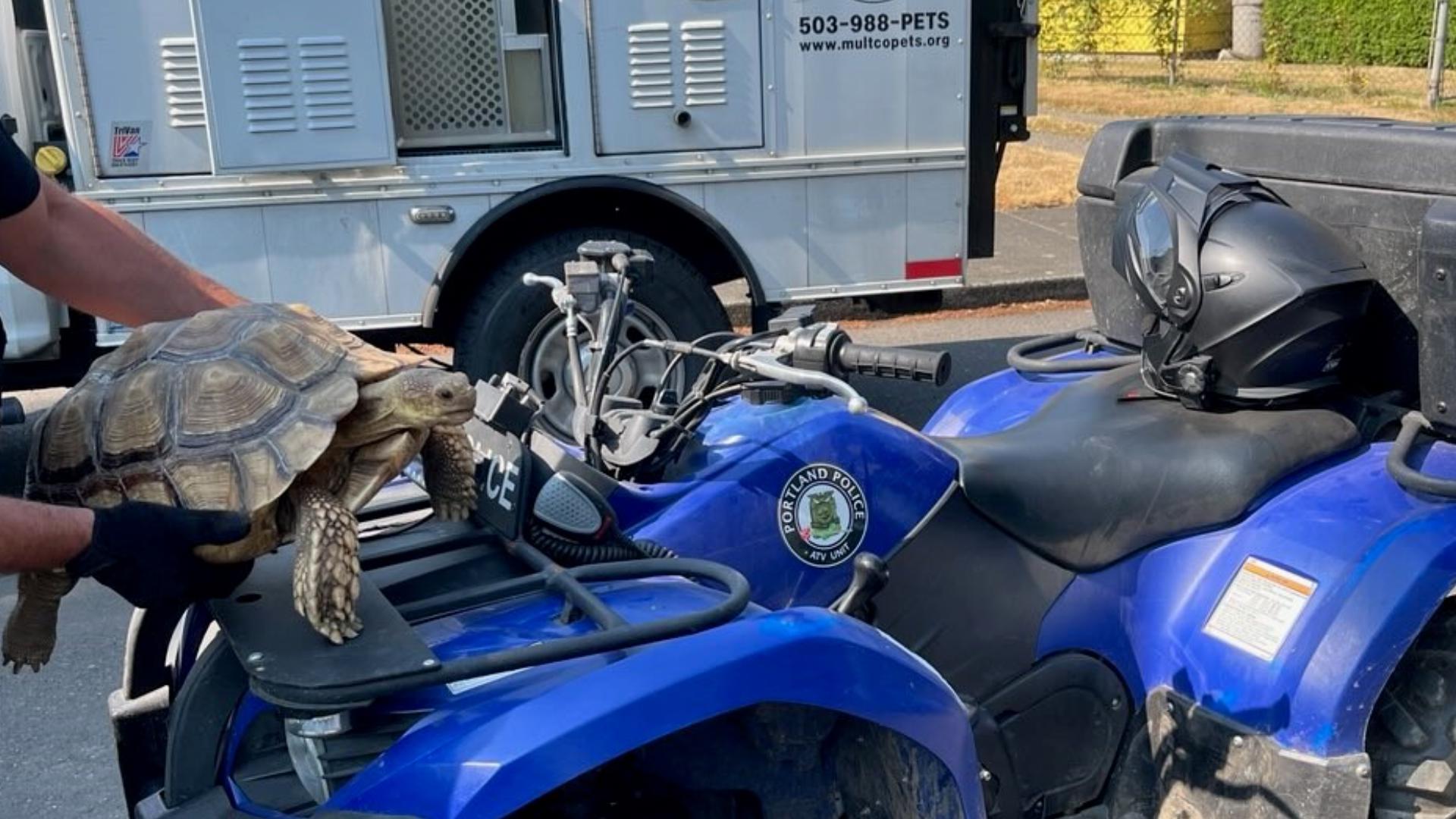 Runaway tortoise in Portland named Bowser returns home safe | kgw.com