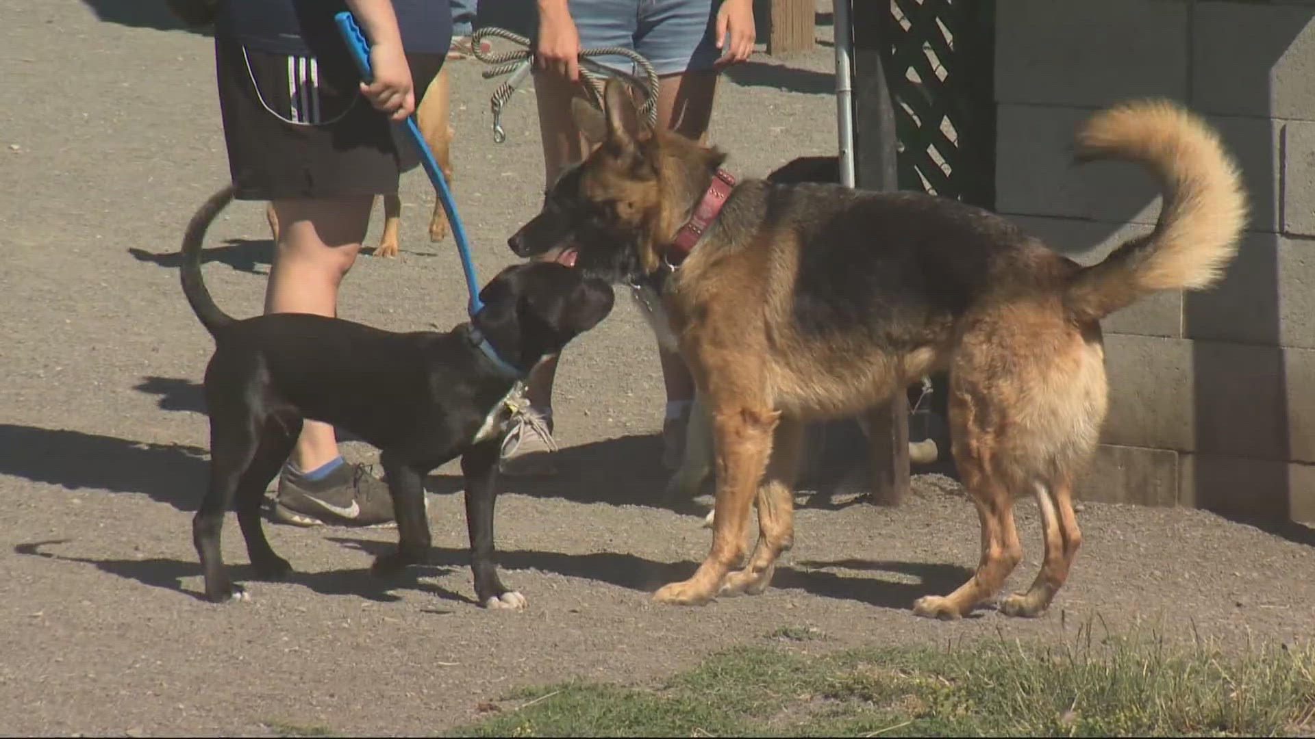 Off-Leash dogs in Portland may now cost owners up to $150 fine without ...
