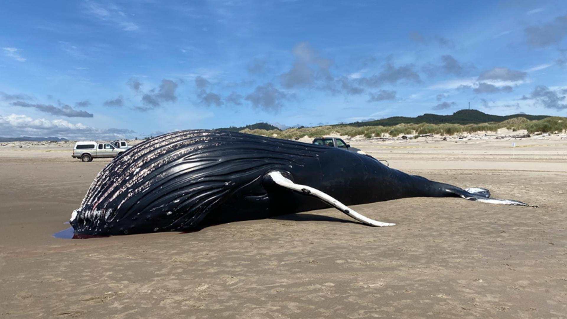 Dead humpback whale washes ashore on Oregon Coast | kgw.com