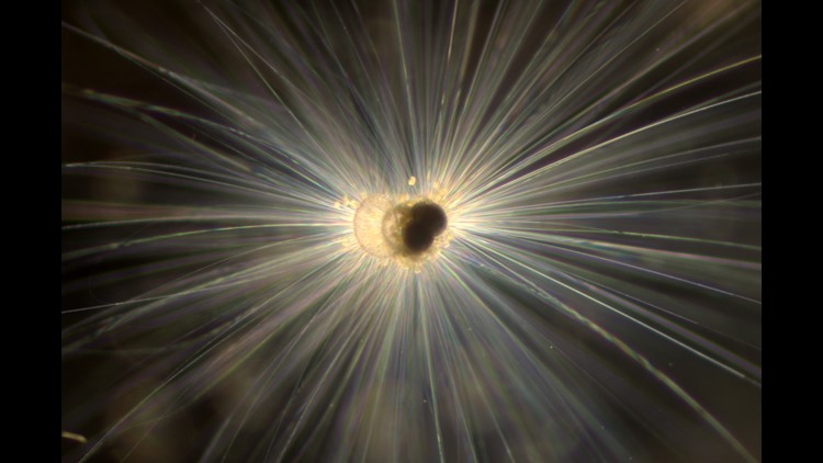 OSU gain grant to study ways to stem ocean acidification | kgw.com