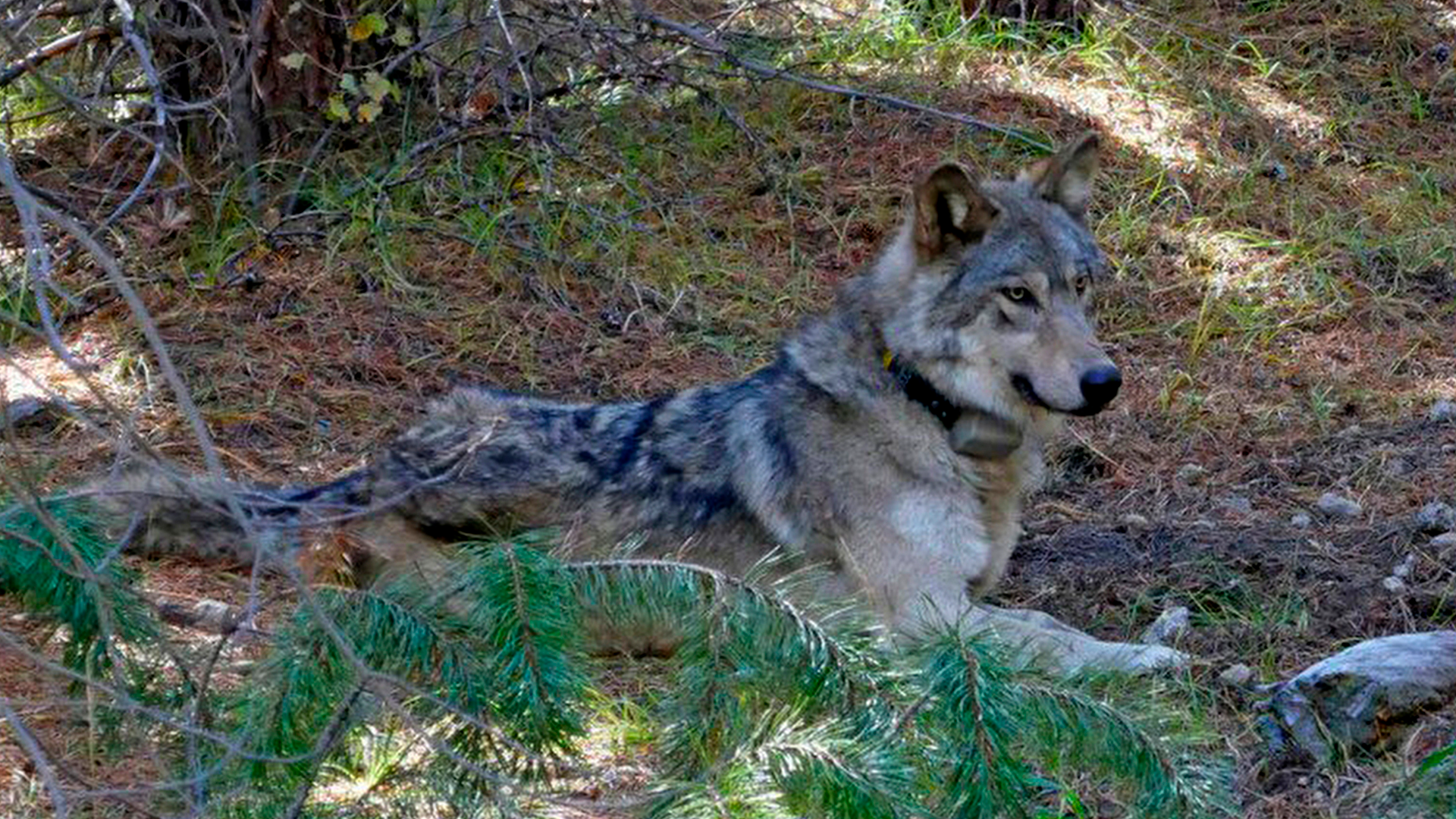 Recovery of Oregon's gray wolves remains a source of tension | kgw.com
