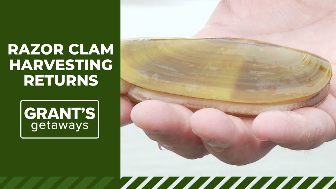 Razor clamming returns to most Oregon beaches | kgw.com