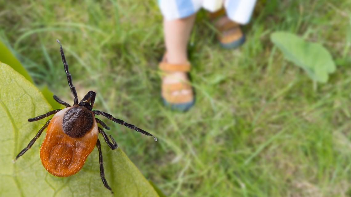 Health officials warn of rising tick activity across Portland metro ...