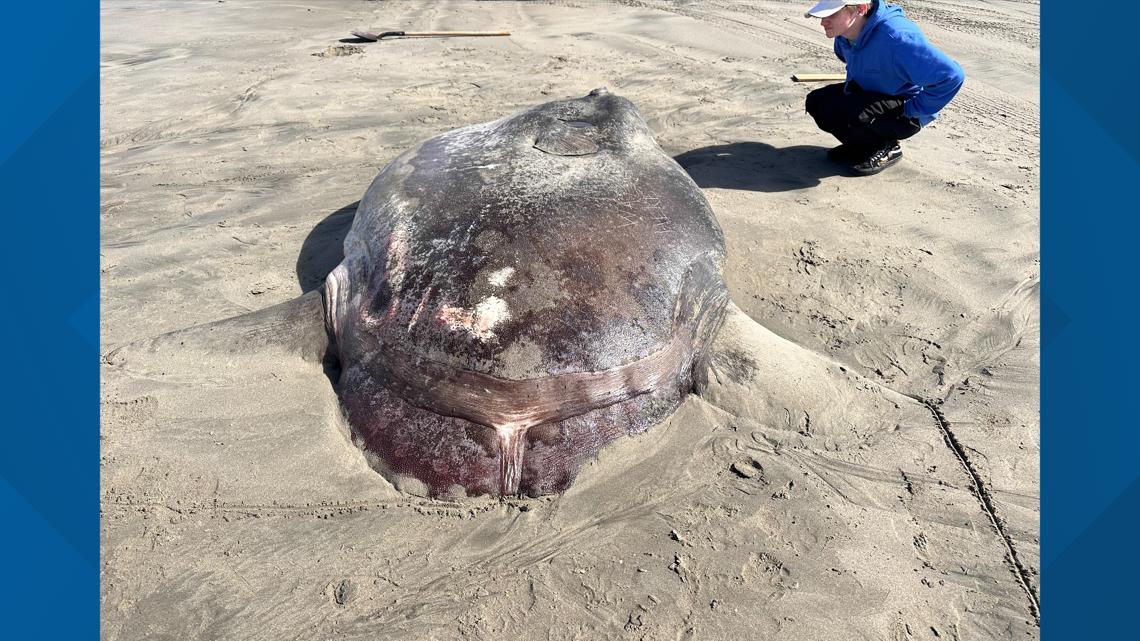 Rare giant fish washes up on Oregon Coast | kgw.com