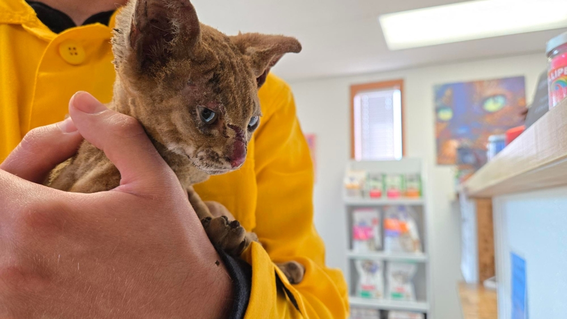 Badly burned kitten in Rowena Fire rescued by KGW crew | kgw.com