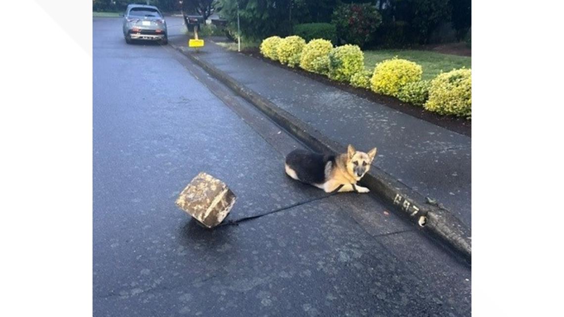 Dog found tied to a cement block in Woodburn, police say | kgw.com