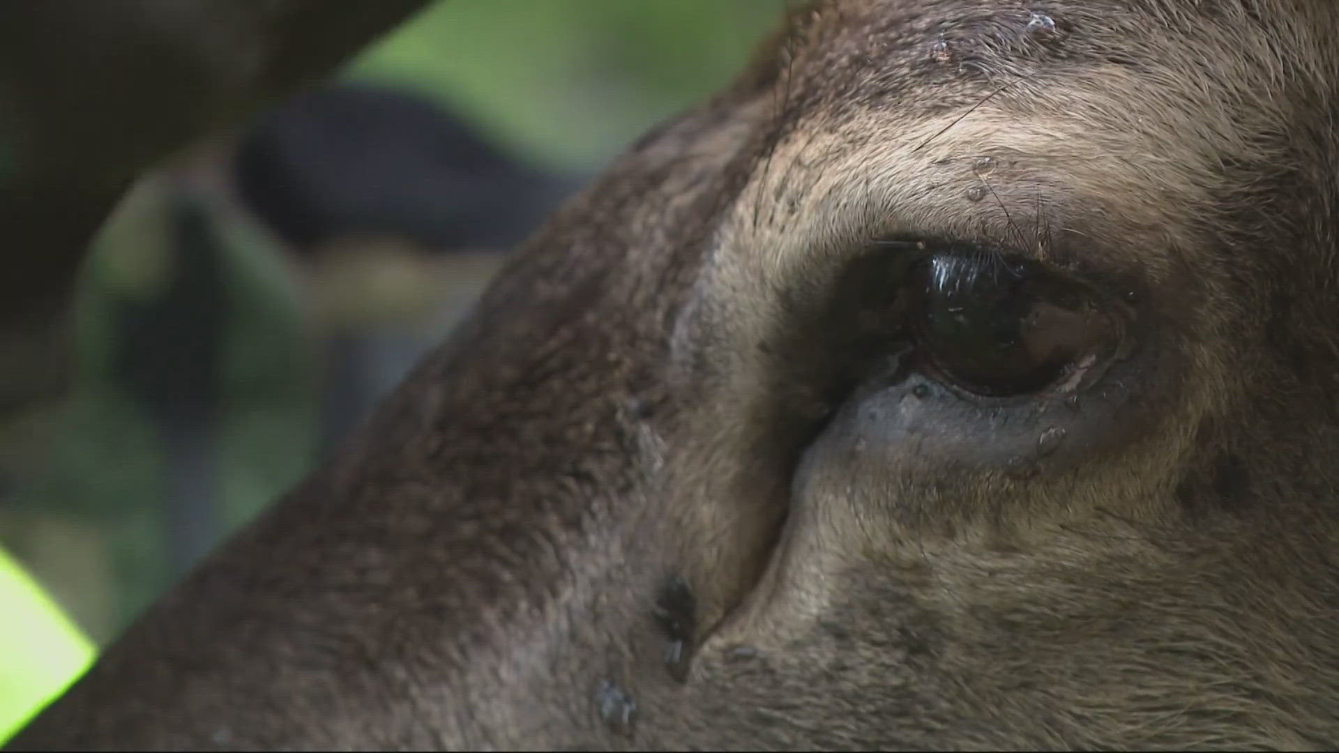 Oregon state troopers set up decoy elk to catch hunters flouting state fish and wildlife laws ...