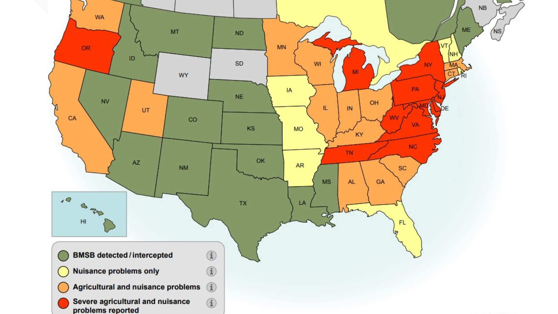 Stink bugs on the rise in Oregon due to climate change | kgw.com