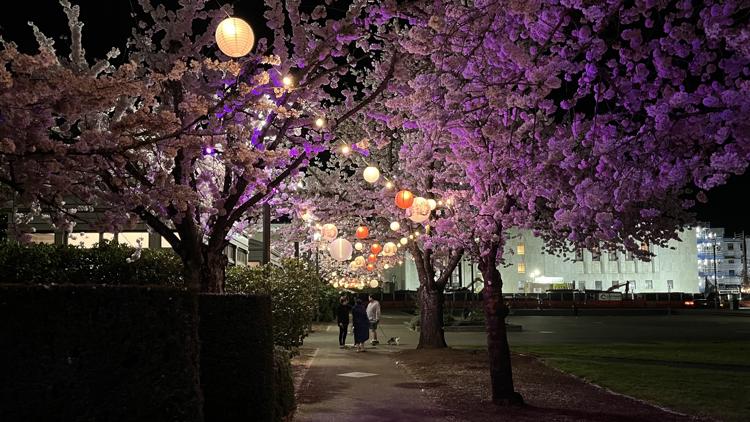 Cherry blossoms at Oregon State Capitol in Salem enter peak bloom | kgw.com