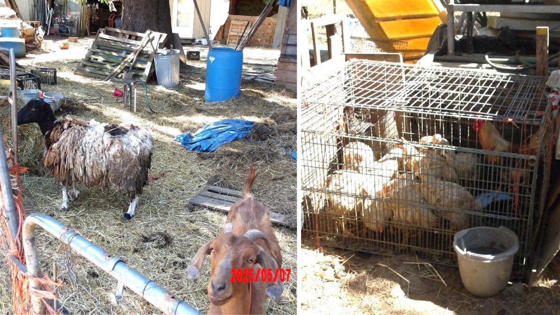 45 animals seized from Clark County property; owner faces animal ...