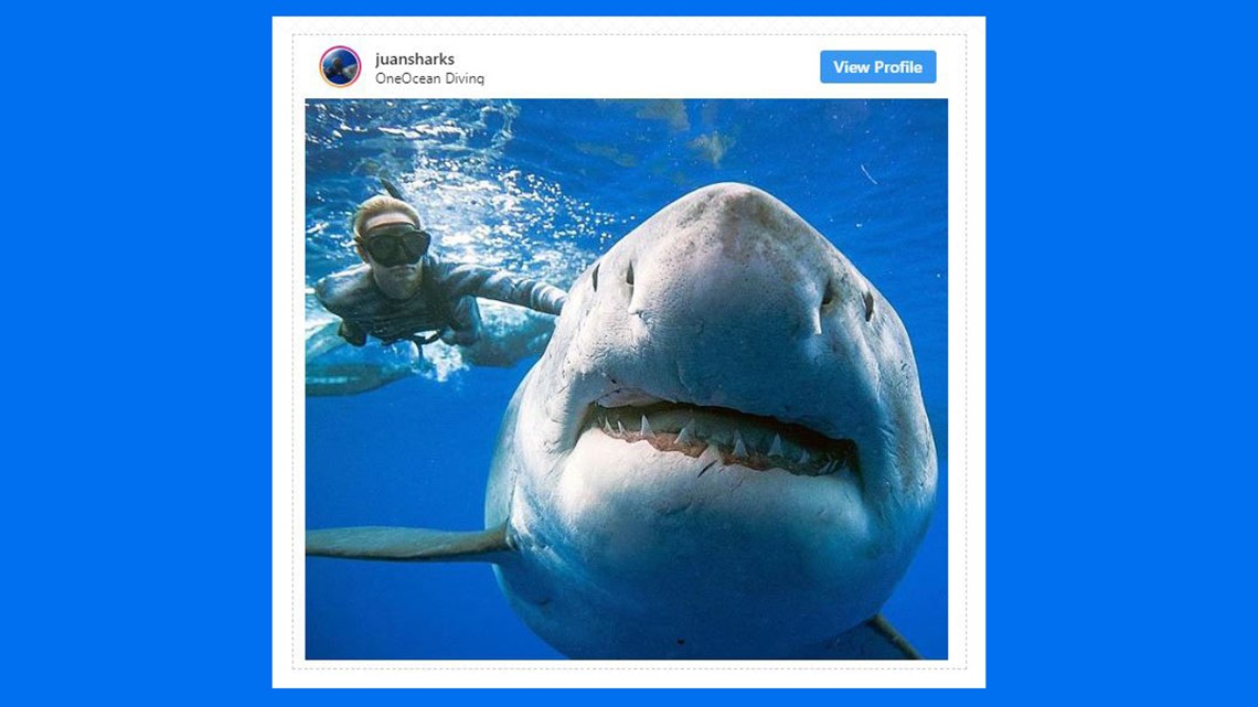 Researchers swim with what could be largest great white shark ever ...