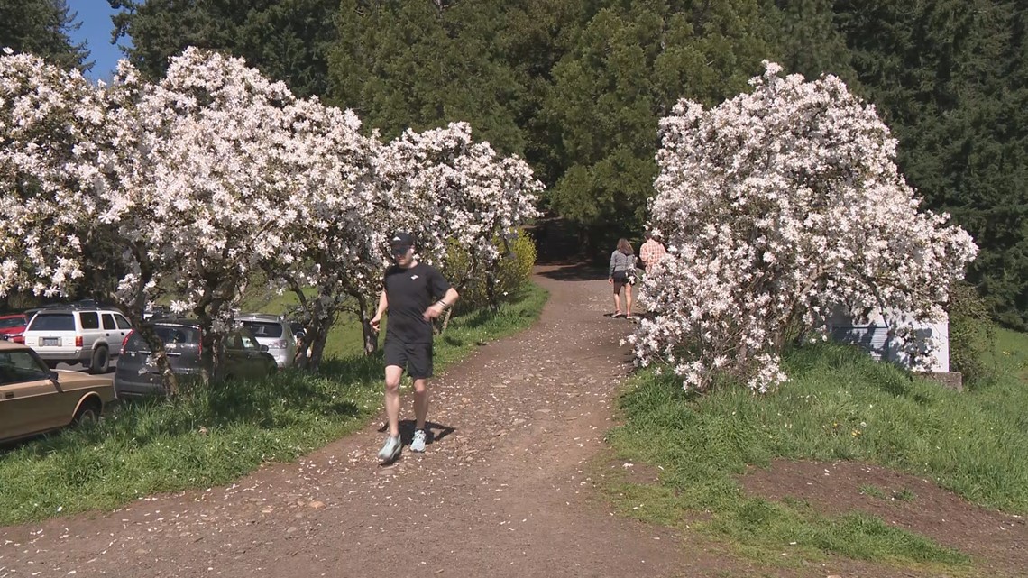 Allergy season in Portland: What to know | kgw.com