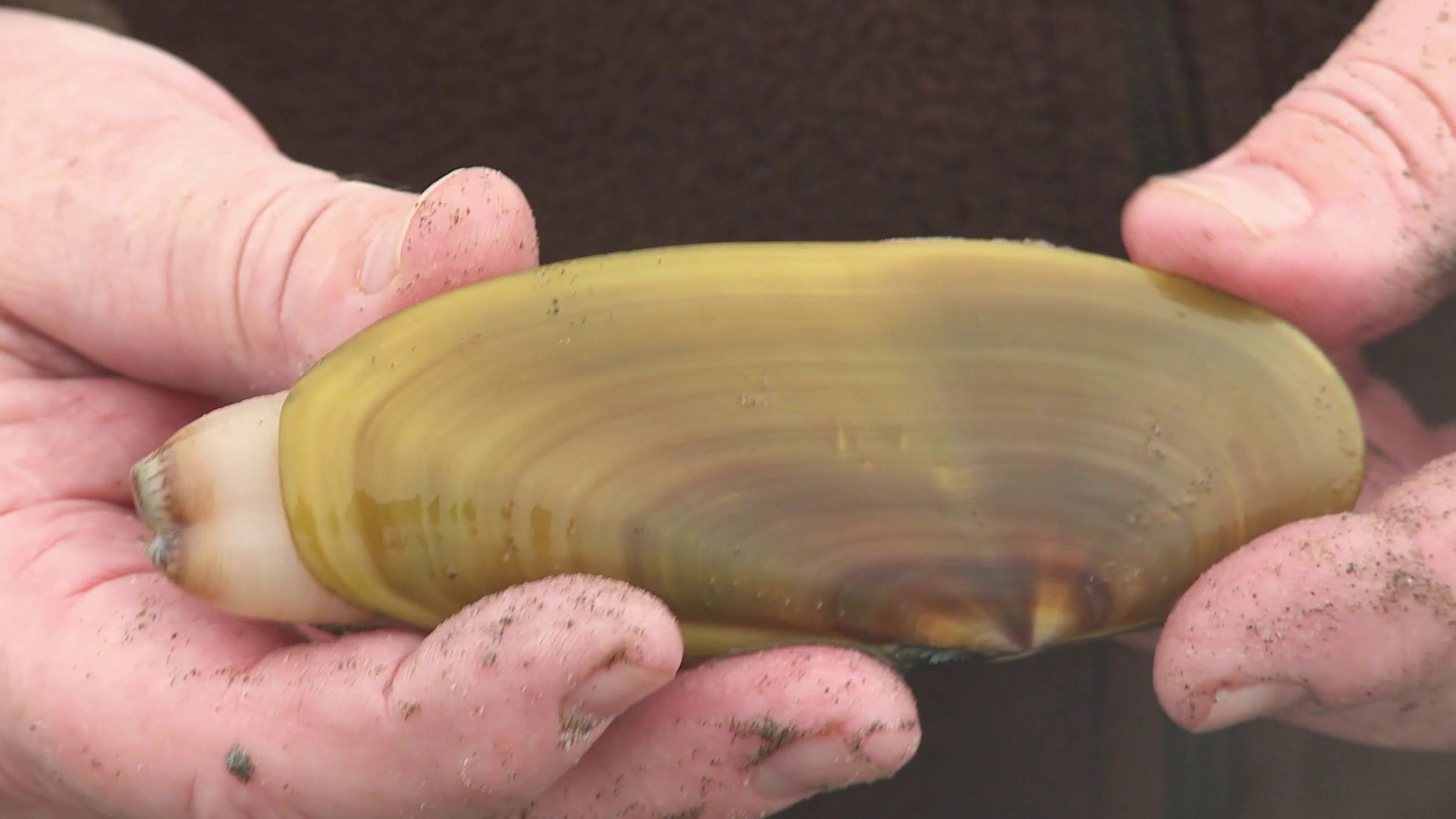 Razor clam harvesting reopens along much of Oregon Coast | kgw.com