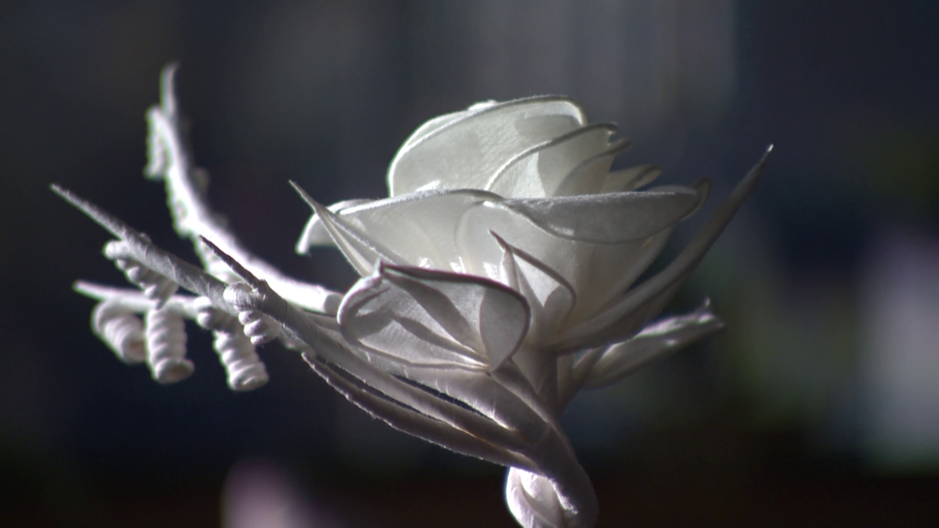 Portland artist dazzles with his paper flowers and sleight of hand ...
