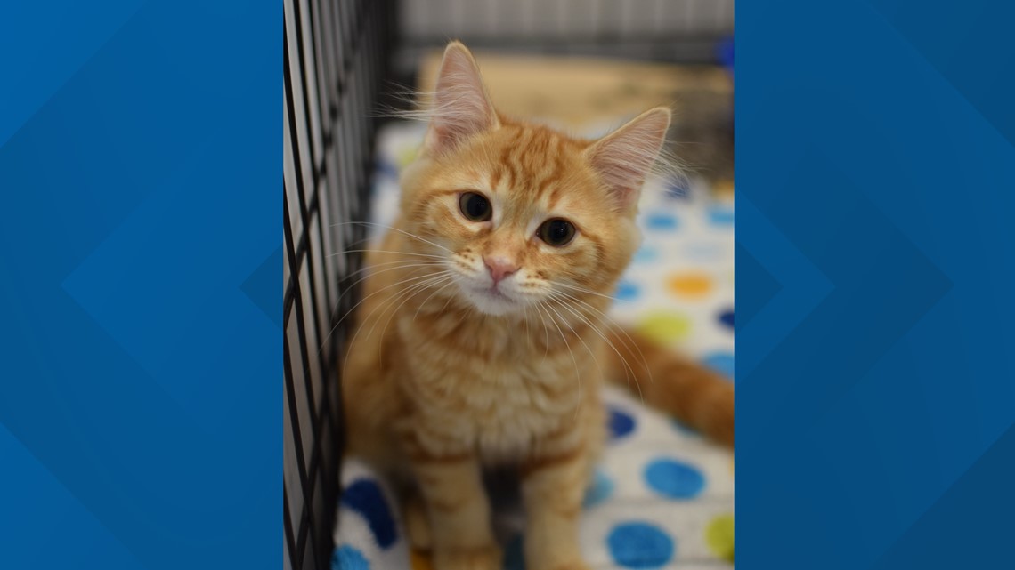 Oregon Humane Society takes in kittens from Lincoln Co. | kgw.com