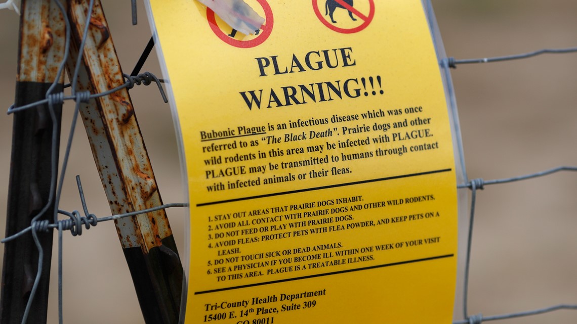 Confirmed case of bubonic plague in Oregon | kgw.com