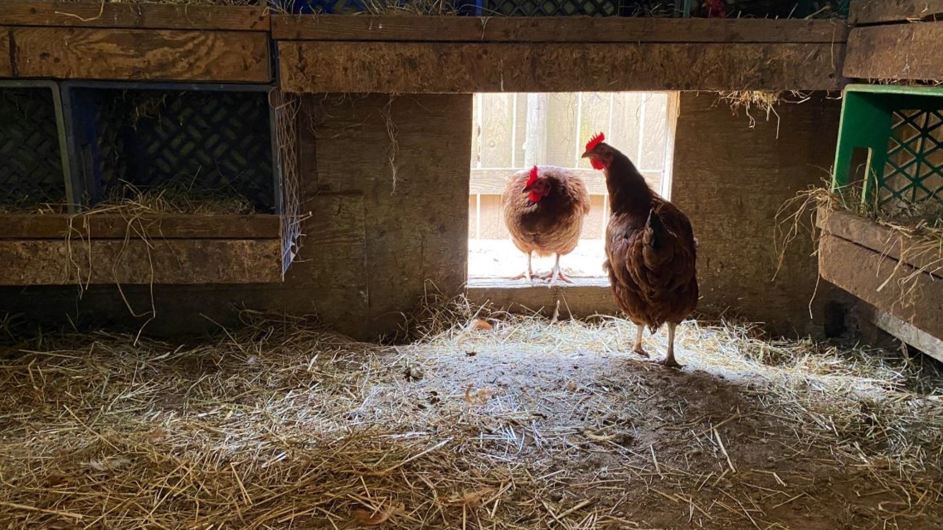 Recovery program at farm helps people in Oregon reach sobriety | kgw.com