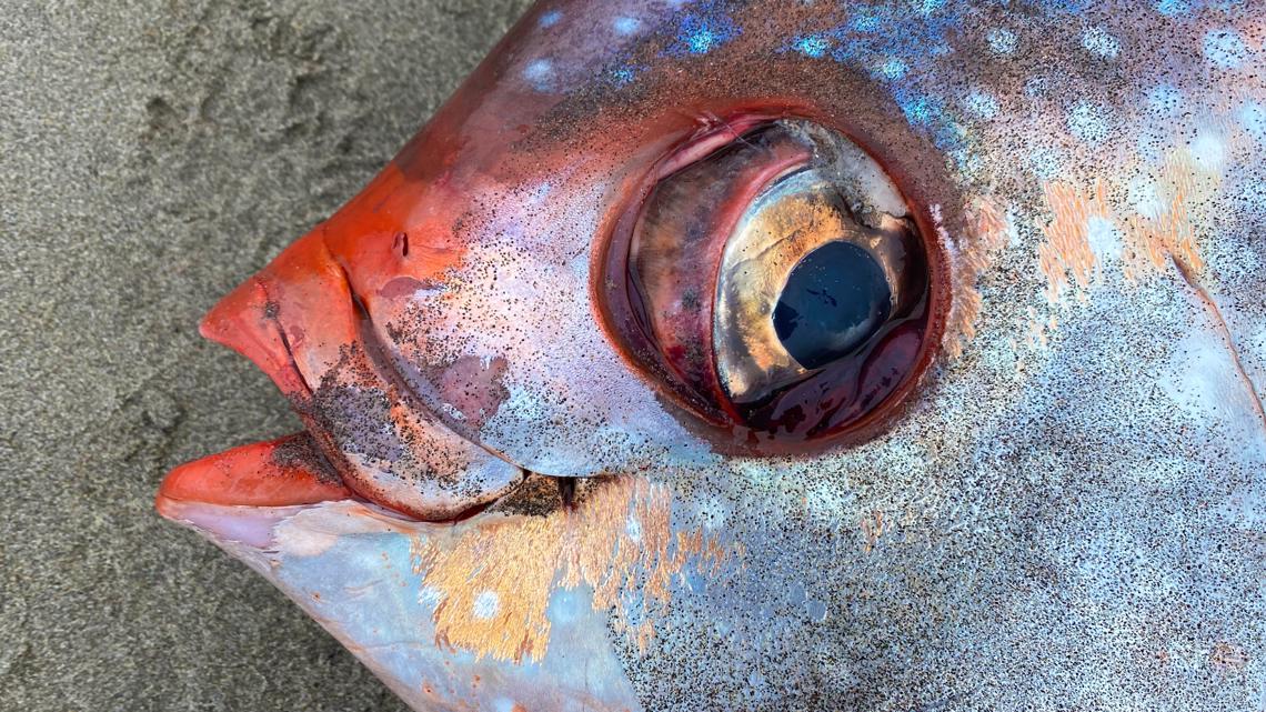Opah, fish rare to Oregon Coast, found on Sunset Beach | kgw.com