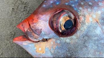 Opah, fish rare to Oregon Coast, found on Sunset Beach | kgw.com