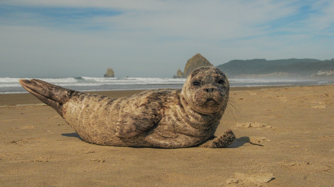 Seal pupping seasoWhat to do if you spot a seal pup on the coast | kgw.com
