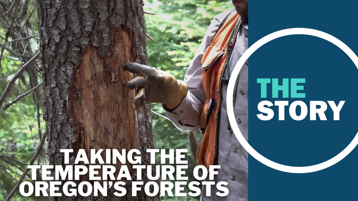 Oregon saw nearly 2.3M acres of new damage to forests last year, report ...