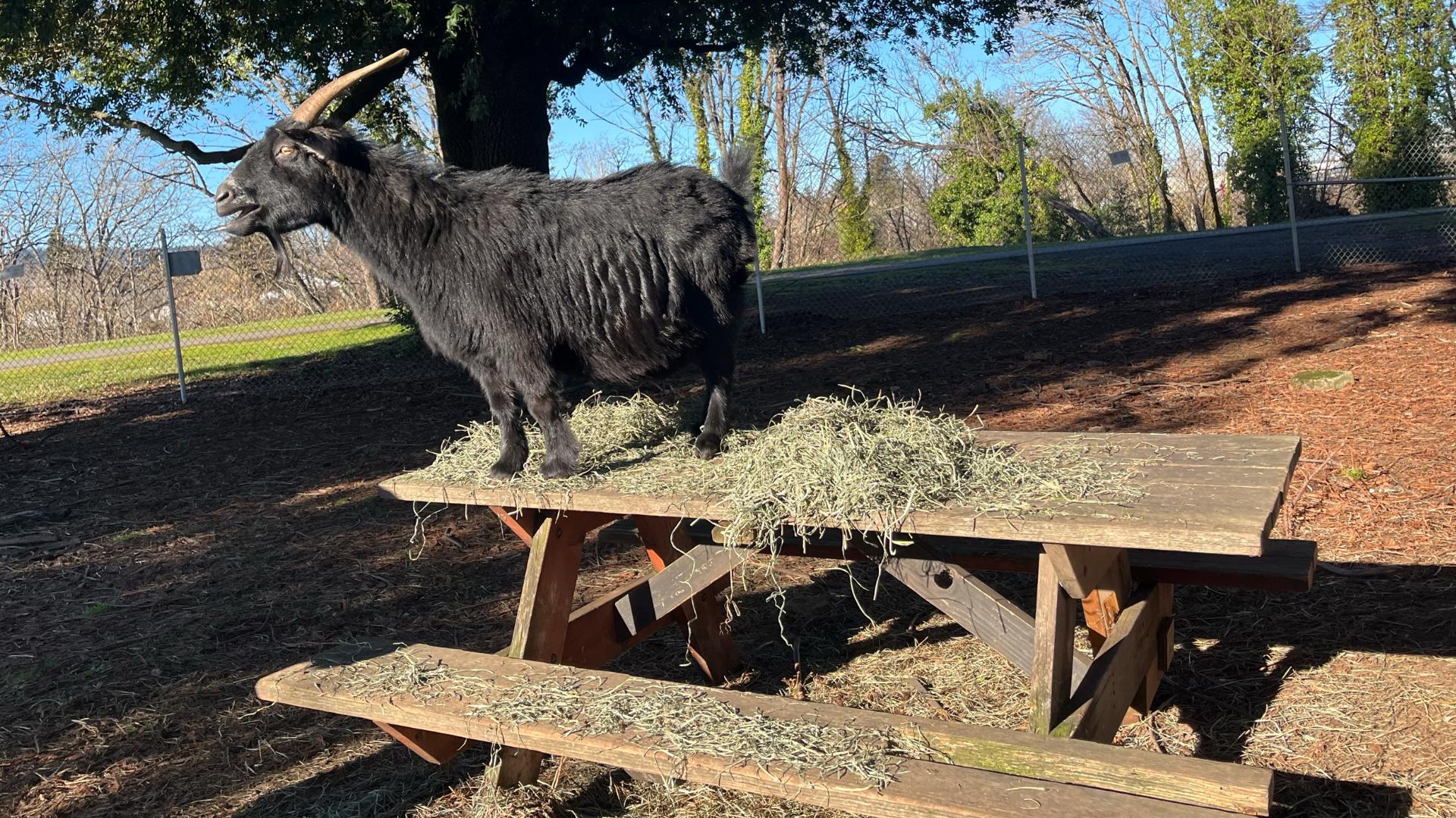 Portland's Belmont Goats looking for new, permanent home | kgw.com