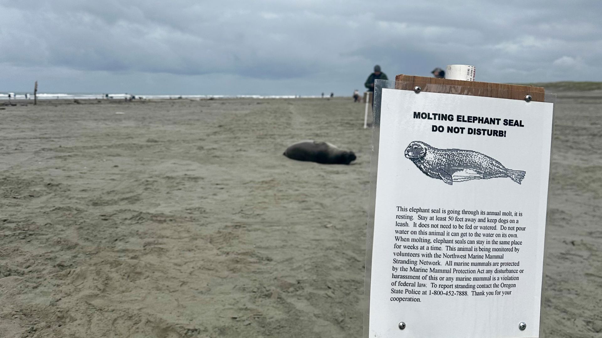 Elephant seal found bathing in sun on Oregon Coast beach | kgw.com