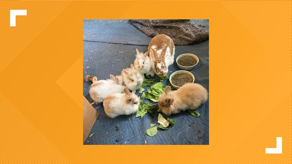 Portland nonprofit finds homes for domestic rabbits | kgw.com