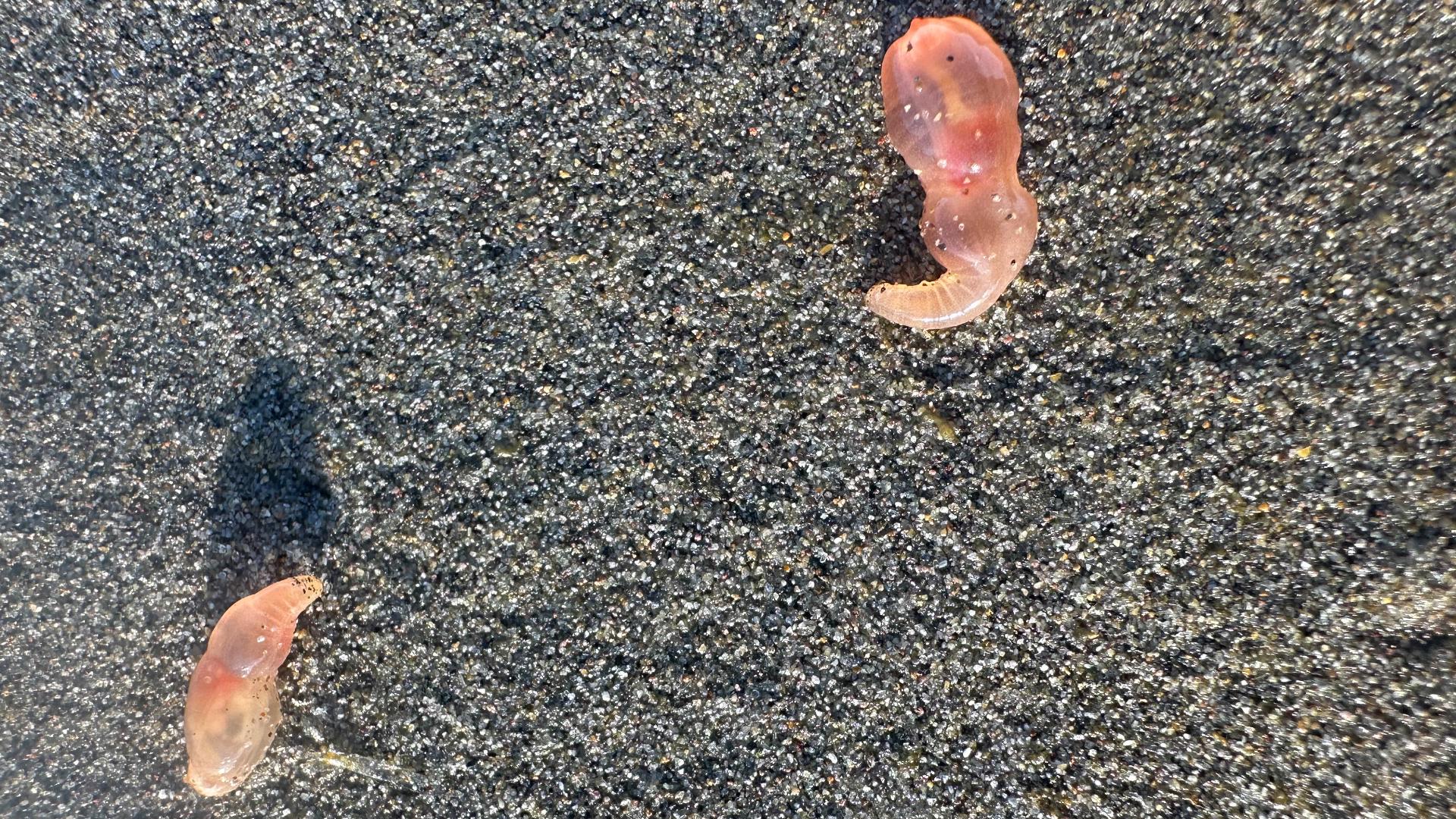 Thousands of 'skin-breathing' sea cucumbers left stranded on Oregon ...