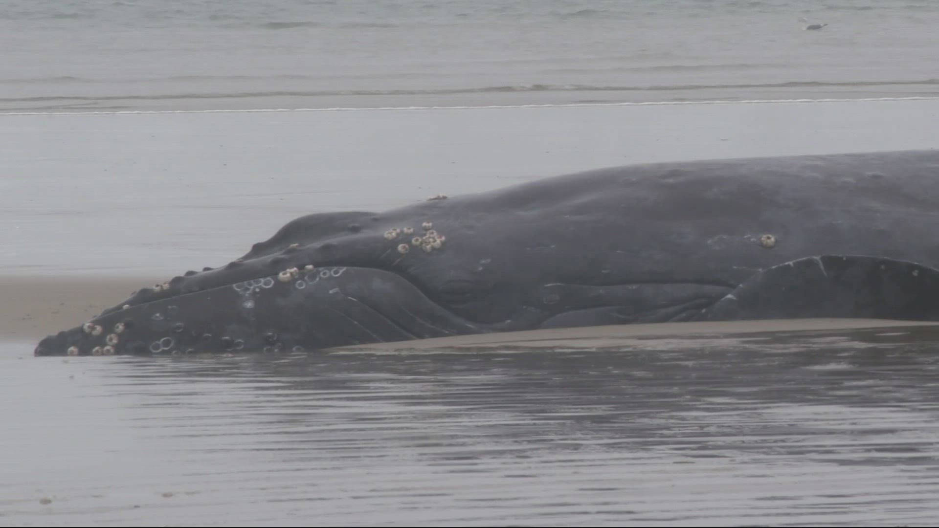 Stranded humpback whale euthanized after failed rescue attempts in Oregon | kgw.com