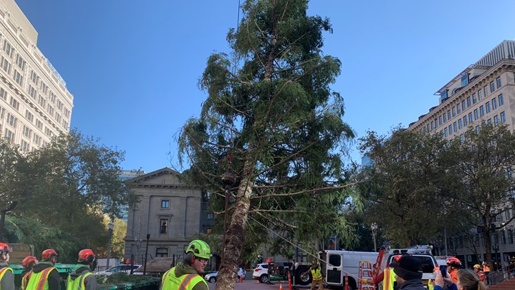 Holiday tree arrives at Pioneer Square in downtown Portland | kgw.com
