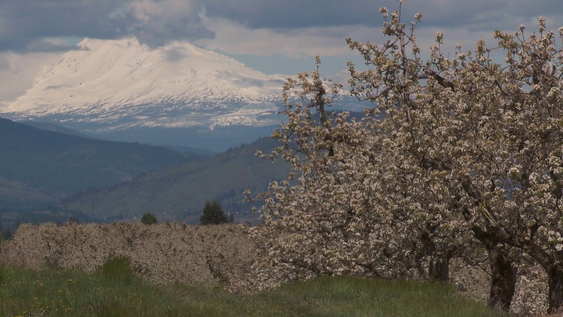 Orchards bloom along Oregon's Hood River Valley 'Fruit Loop' | kgw.com