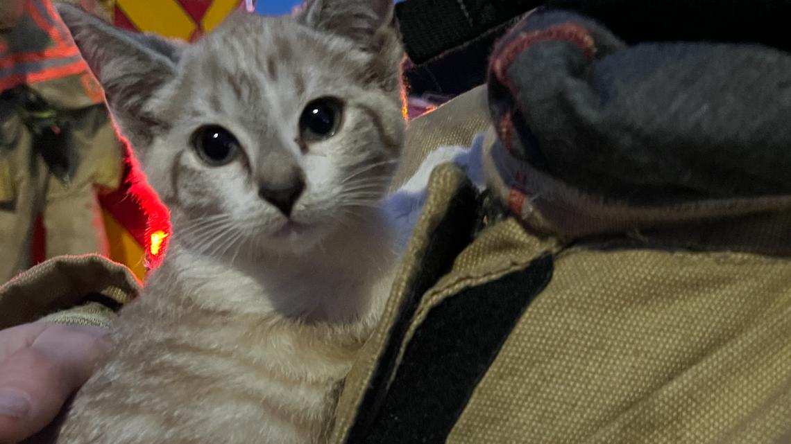 Gilbert the kitten rescued from Portland-area house fire | kgw.com