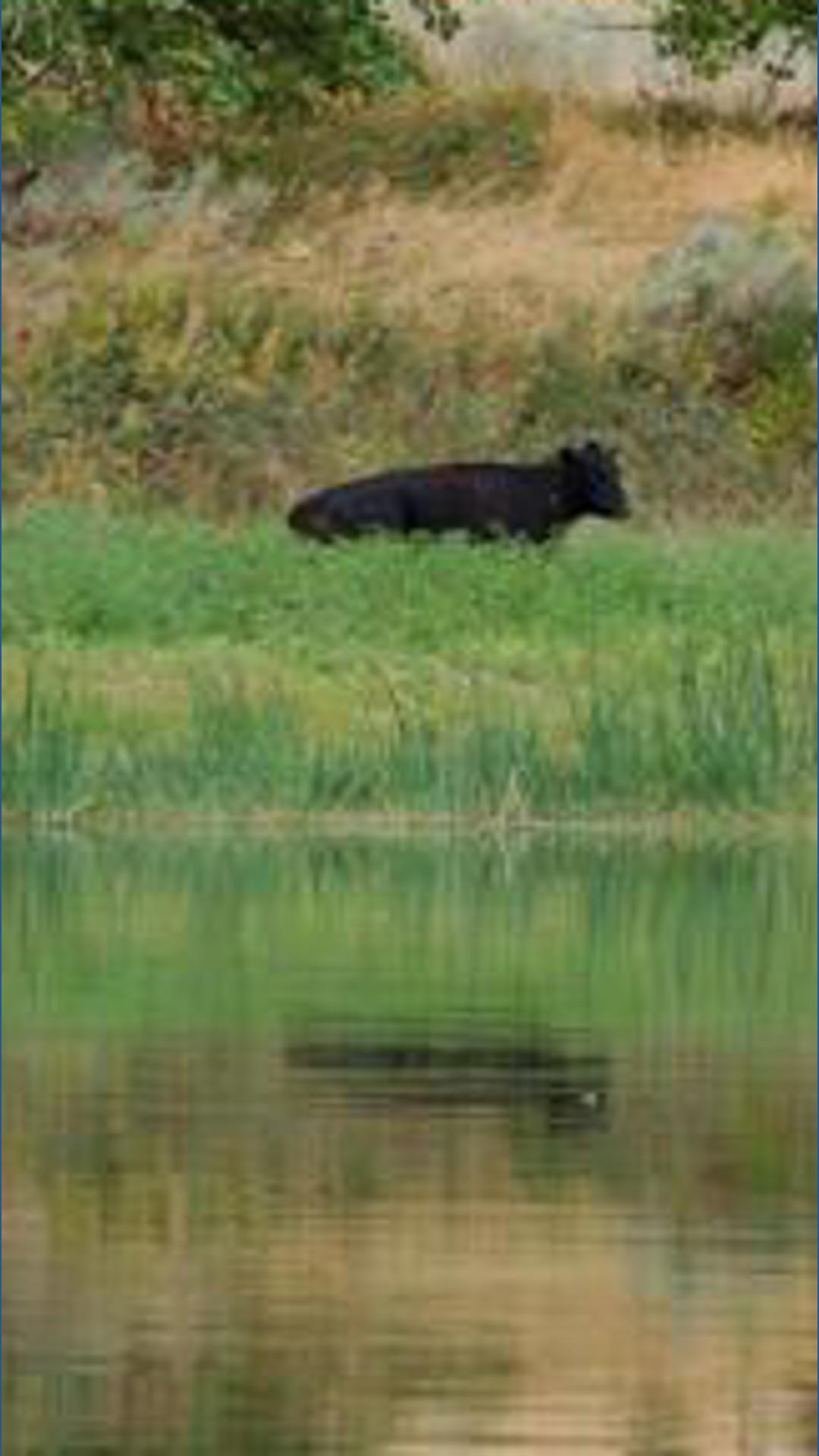 Trump administration cancels rule that made conservation a 'use' of ...