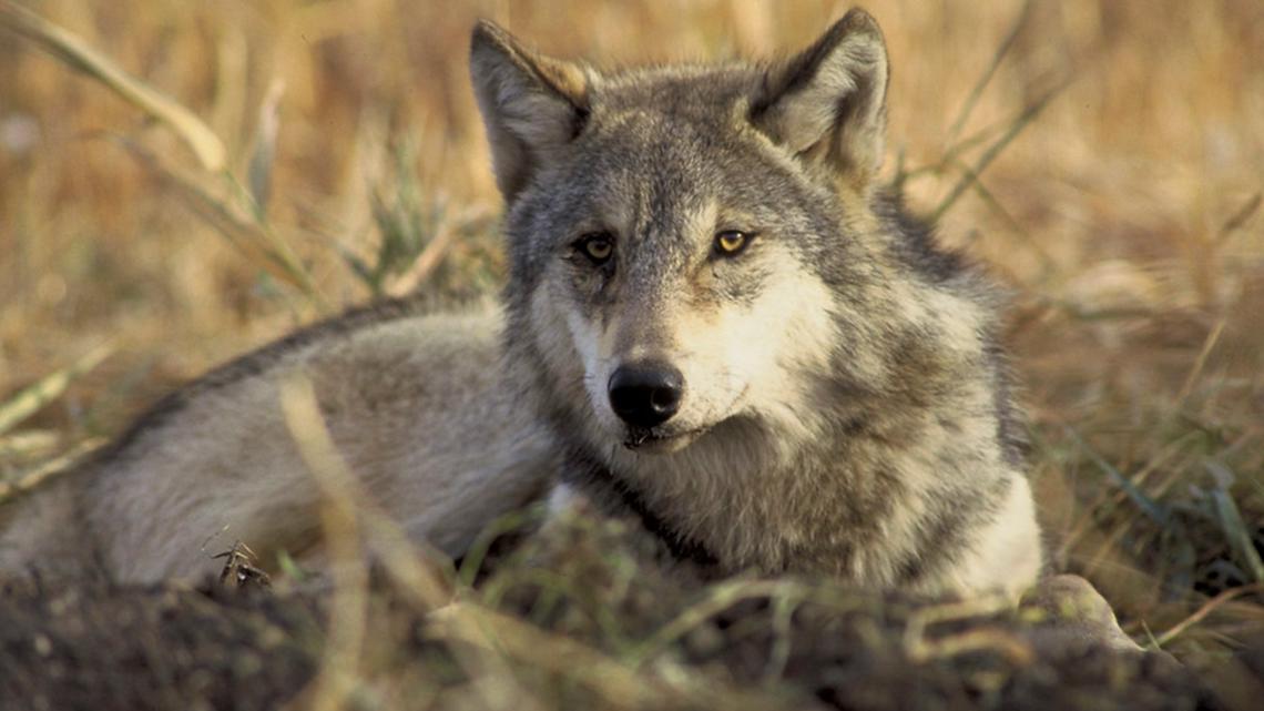 Endangered gray wolf killed in Oregon; $10,000 reward offered for ...