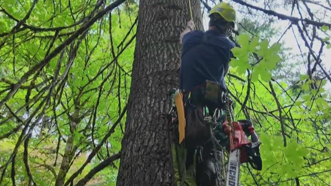 More Than 100 Arborists Volunteer To Trim Trees At Hoyt Arboretum Kgw