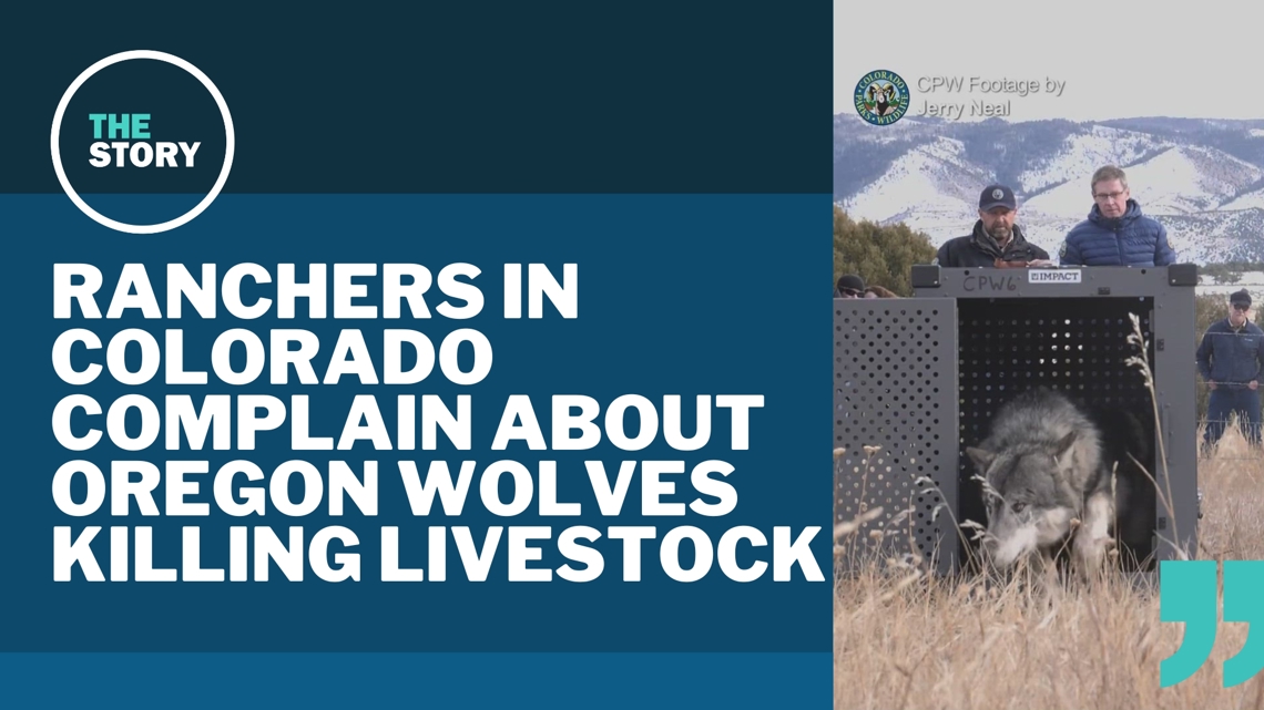 Oregon wolves released in Colorado now being relocated after livestock ...