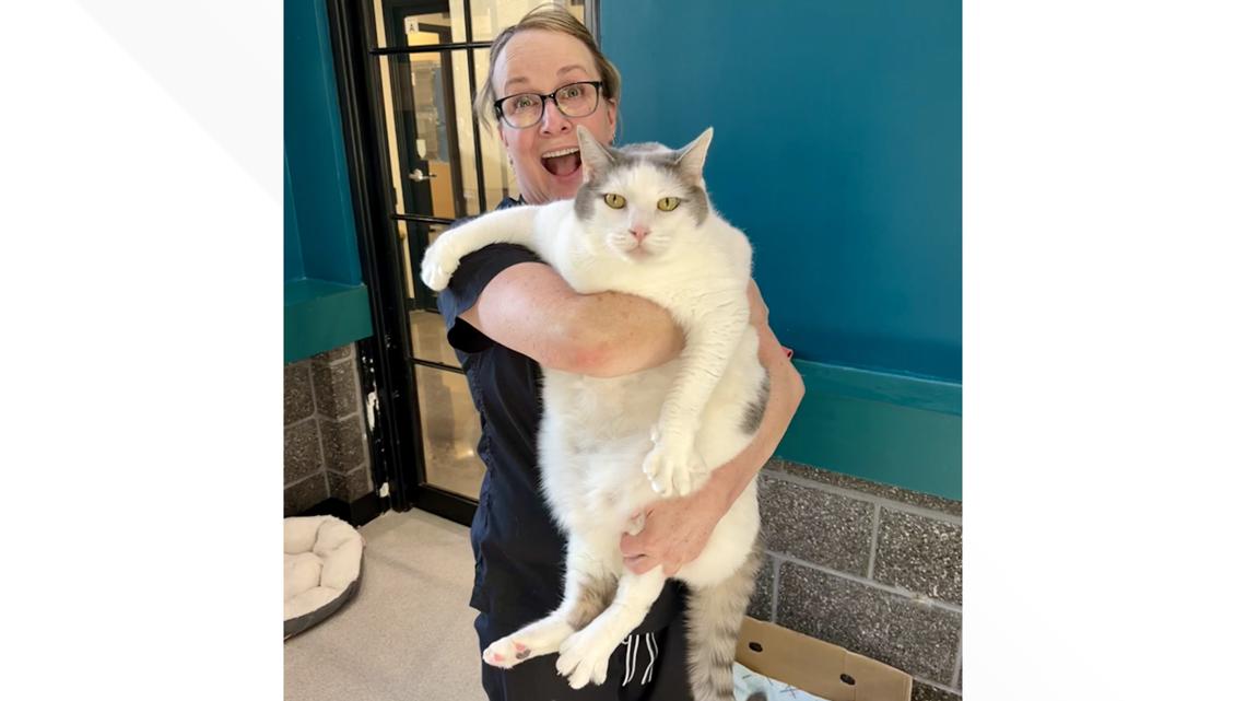 'Chonky' cats at Oregon Humane Society adopted | kgw.com